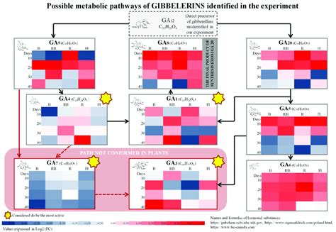 Schematic Diagram Of Gibberellin Metabolic Pathways With Heat Maps Download Scientific Diagram