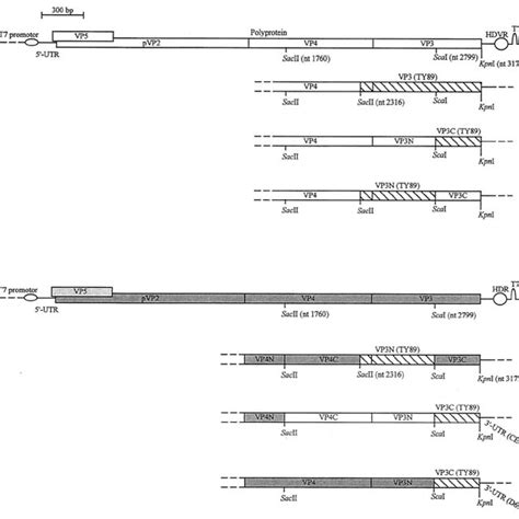 Schematic Representation Of The Plasmids Containing The Full Length