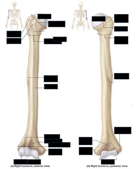 Humerus Diagram Quizlet