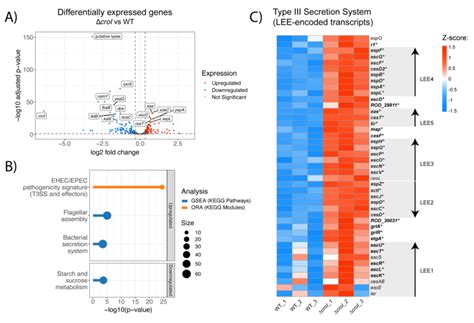 Qs Regulates Expression Of The Type Iii Secretion System In Citrobacter