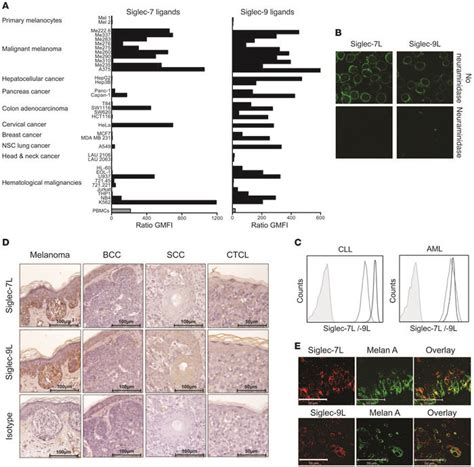 Jci Interactions Between Siglec 7 9 Receptors And Ligands Influence Nk Cell Dependent Tumor