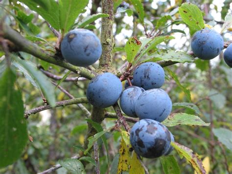 Blackthorn Prunus Spinosa How To Identify A Guide From Tcv