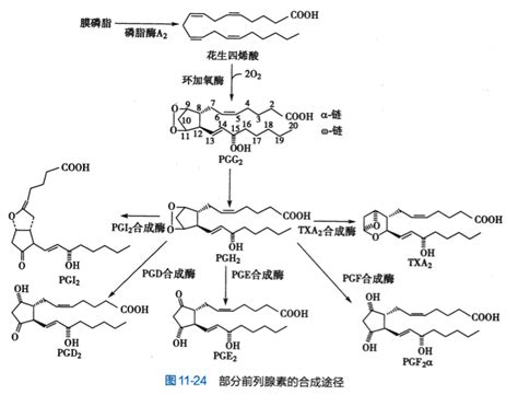 前列腺素总结（生理书各章节） 哔哩哔哩