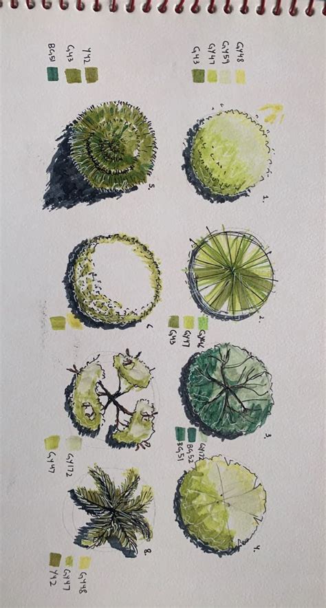 How To Draw Trees Fir Architectural Drawings Landscape Architecture