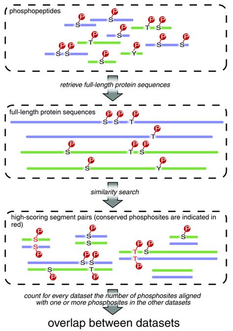 Workflow For Determining Conservation Between Two Phosphoproteomics Download Scientific Diagram