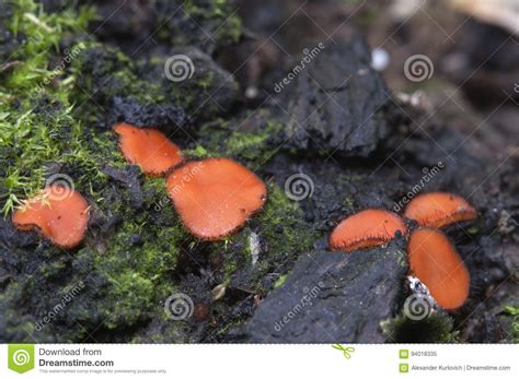Scutellinia Sp Fungus Stock Image Image Of Leaf Pyronemataceae 94018335