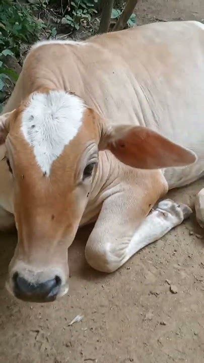 👀නිවන් දකින්නට පින් මදි වෙන්නැති 🙏 Buddha Song Shorts 🙏 Youtube