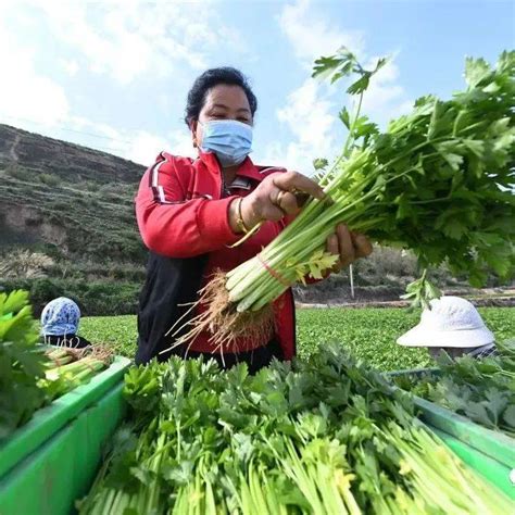 奋进新征程 建功新时代 榆中巾帼创业者豆俊兰带动村民增收致富 蔬菜 种植 产销