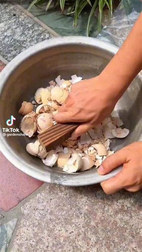 Egg Shell Calcium Fertilizer Artofit