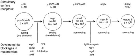 Schematic Representation Of B Cell Development In Adult Mouse Bone Download Scientific Diagram