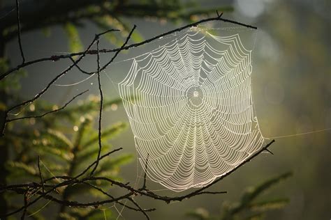 mark of the web motw details
