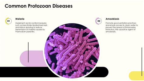Common Protozoan Diseases Protozoa Pathogens Ppt Outline Acp Ppt Example