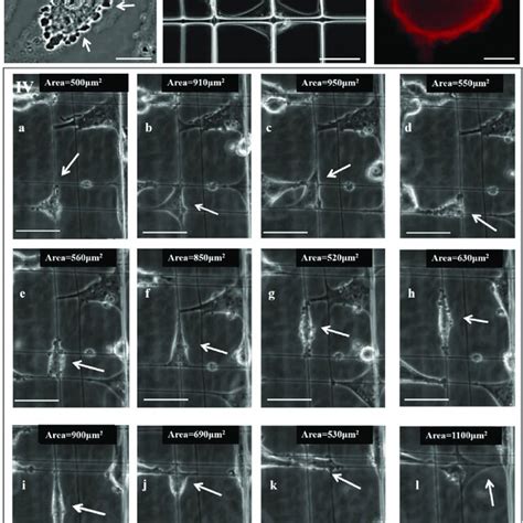 Dbtrg 05mg Cell Blebbing Dynamics I Continuous Plasma Membrane