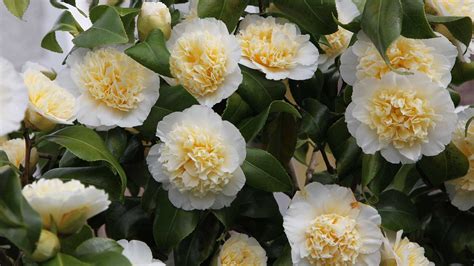 Types Of Camellias 10 Evergreen Varieties For Early Color Homes And