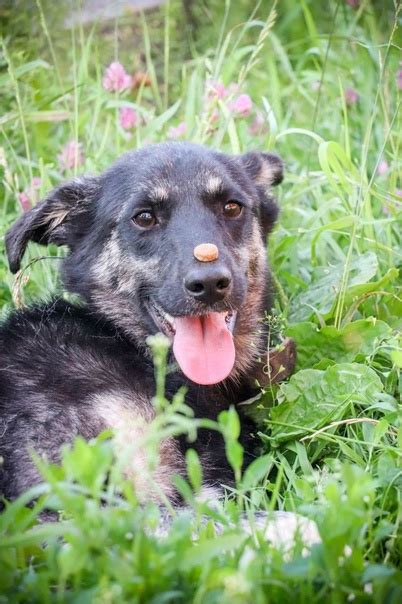 Маленькая девочка со взглядом волчонка очень ищет семью Кейси 12 месяцев отлично ходит на
