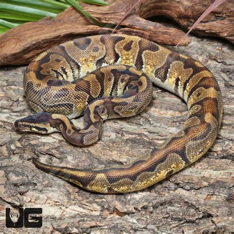 Ball Pythons For Sale Underground Reptiles