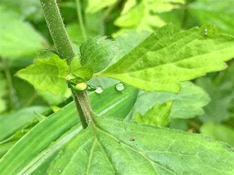 バラ科ダイコンソウ大根草 奥行き1mの果樹園