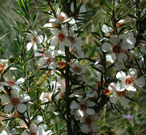 Flower Gallery Leptospermum Aaaa4400