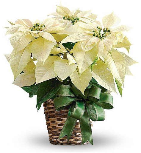 Купить Пуансеттия, микс | Разные цветущие | Красиво-цветущие ...