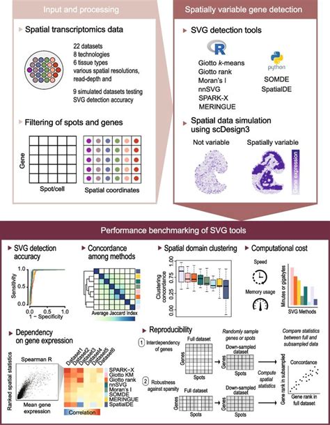 Danai Fimereli Phd On Linkedin Evaluating Spatially Variable Gene