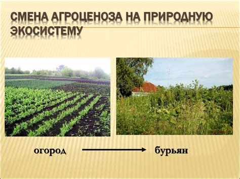 Агроценоз. Экосистемы - презентация онлайн