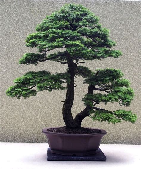 Стили бонсай (24 фото) | Bonsai art, Bonsai tree, Bonsai