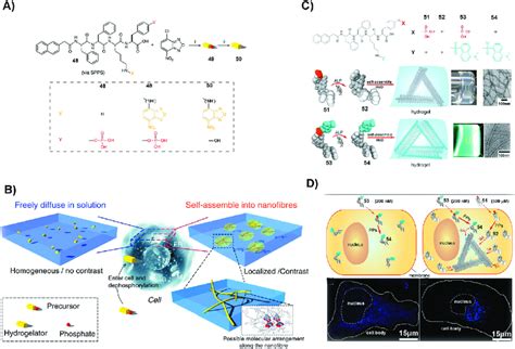 A Molecular Structures Of 48 50 B Illustration Of Molecular Download Scientific Diagram