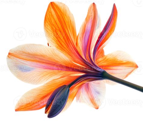 Detailed View Of Multicolored Lily Flower 58263679 Png