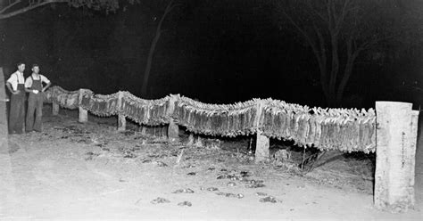 History The Border Mail Wodonga Vic