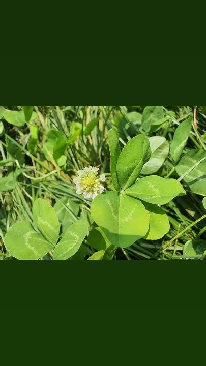 다섯잎클로버와 클로버 꽃 Clover Collection210522f06 Youtube