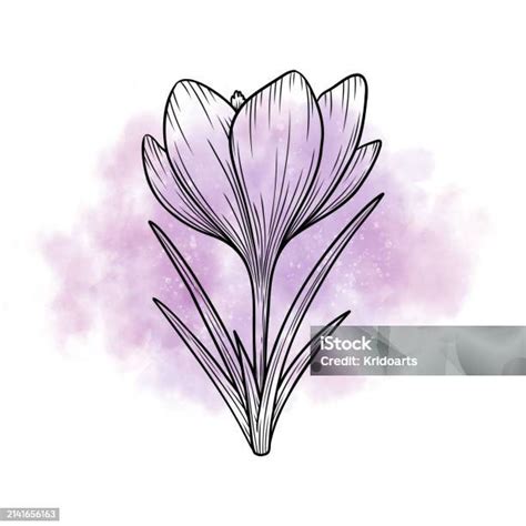 봄 꽃 크로커스 라인 아트 스케치 수채화 배경 사프란 그래픽 드로잉 야생화 그림 손으로 그린 식물 개요 아트입니다 배경 로고 엽서의 디자인 요소 0명에 대한 스톡 벡터 아트