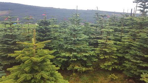 Nature On Our Doorsteps A Real Or Artificial Tree Echo Ie