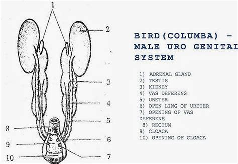 Male Reproductive System Of Bird Rabbit Reptile Comparision