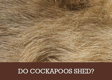 Do Cockapoos Shed Hair Cockapoo Shedding Facts