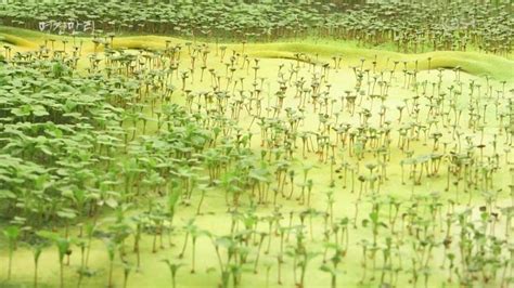 농사짓는데 이미 인공지능을 적극적으로 사용하기 시작한 미국 인스티즈instiz 이슈 카테고리