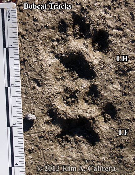 Animal Tracks Bobcat Track Photos Felis Rufus Or Lynx Rufus Page 5
