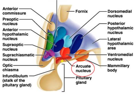 Female Reproduction Complete Flashcards Quizlet