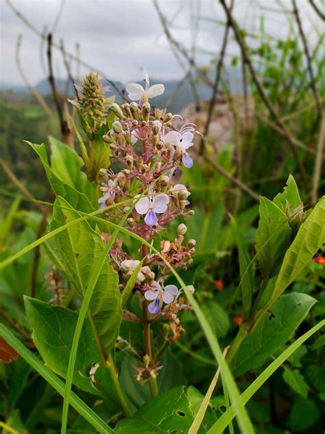 Bibin Babu On Linkedin Clicks ️