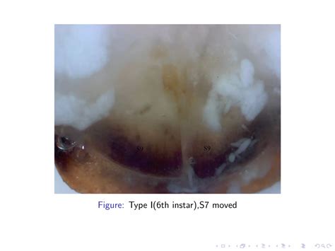 Instar And Sex Determination Of Dubia Cockroaches Pdf