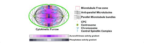 A Model Representation Of Cpc Localization And Aurora B Activity During