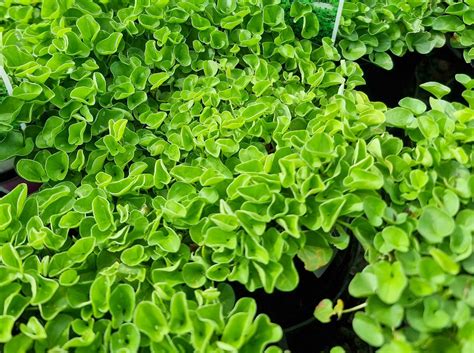 Tubestock Plants For Spaces