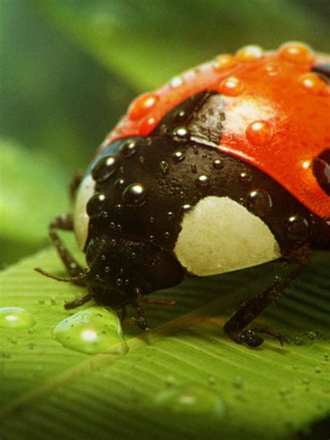 Download Ladybug Covered In Mists Wallpaper