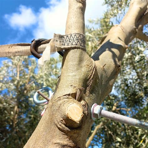 Tree Cabling And Tree Bracing Glasgow Specialist Tree Surgeons