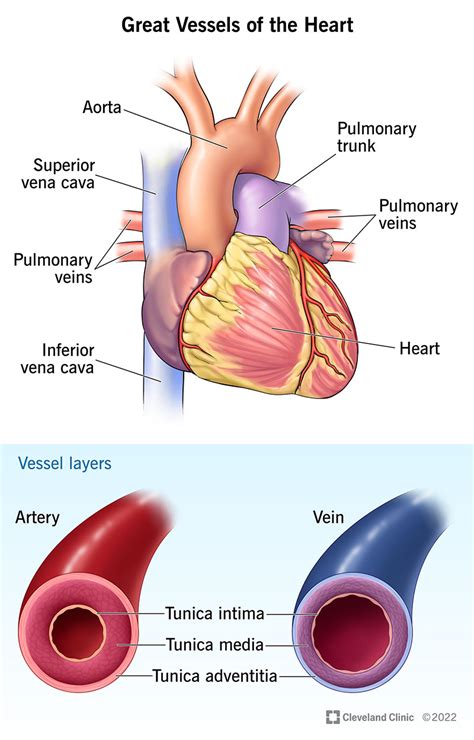 Great Vessels Of The Heart Anatomy And Function