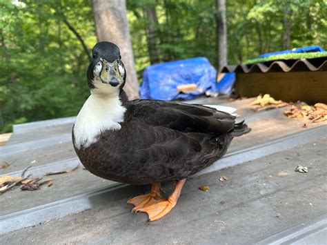 Black Bibbed Call Duck The One Egg Llc