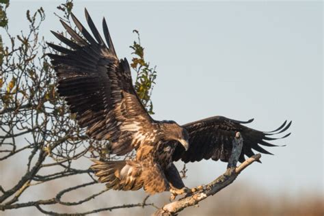 The Eagle Has Landed Rare Bird Returns To Lulworth Ranges Inside Dio