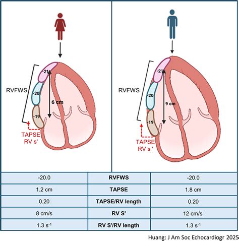 Impact Of Length Indexing Of Deformation In Echocardiographic Evaluation Of Right Ventricular
