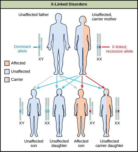 Mendelian Genetics The Laws Of Inheritance Kinnu