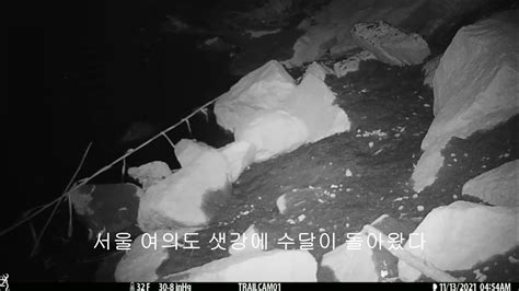 하천 바닥 파내기 멈췄더니샛강에 수달이 왔다 Youtube