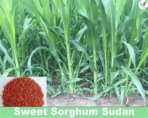 Dried Sorghum Sweet Sudan Grass Multicut Fodder Seeds At Rs 90kg In Tirunelveli